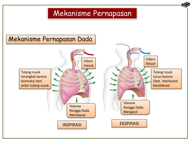 Bab 6 Sistem Pernapasan.pptx