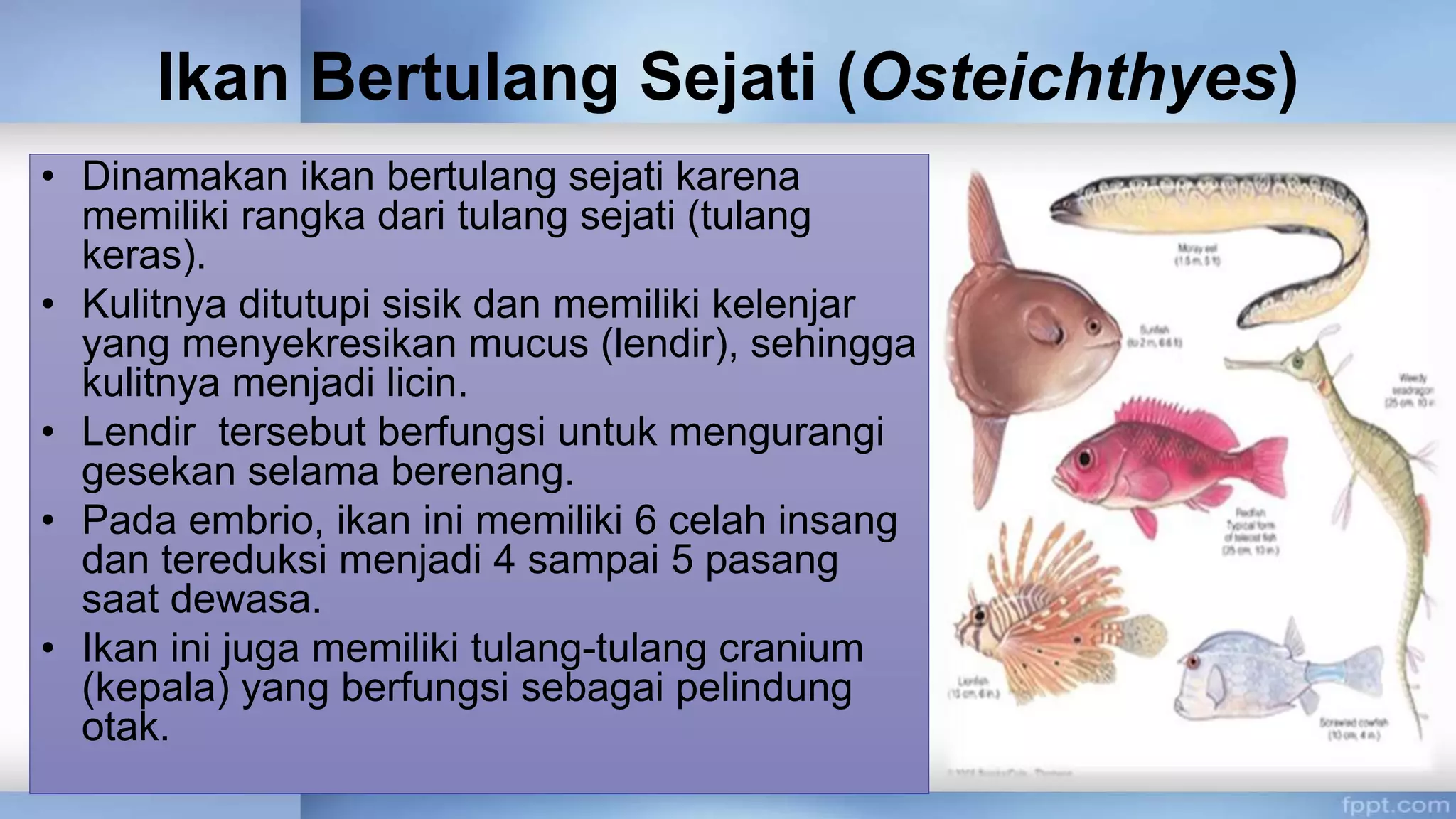 Bab 7. Osteichthyes | PPTX