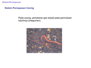 sistem pernapasan | PPT