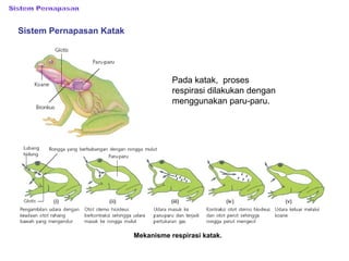 sistem pernapasan | PPT