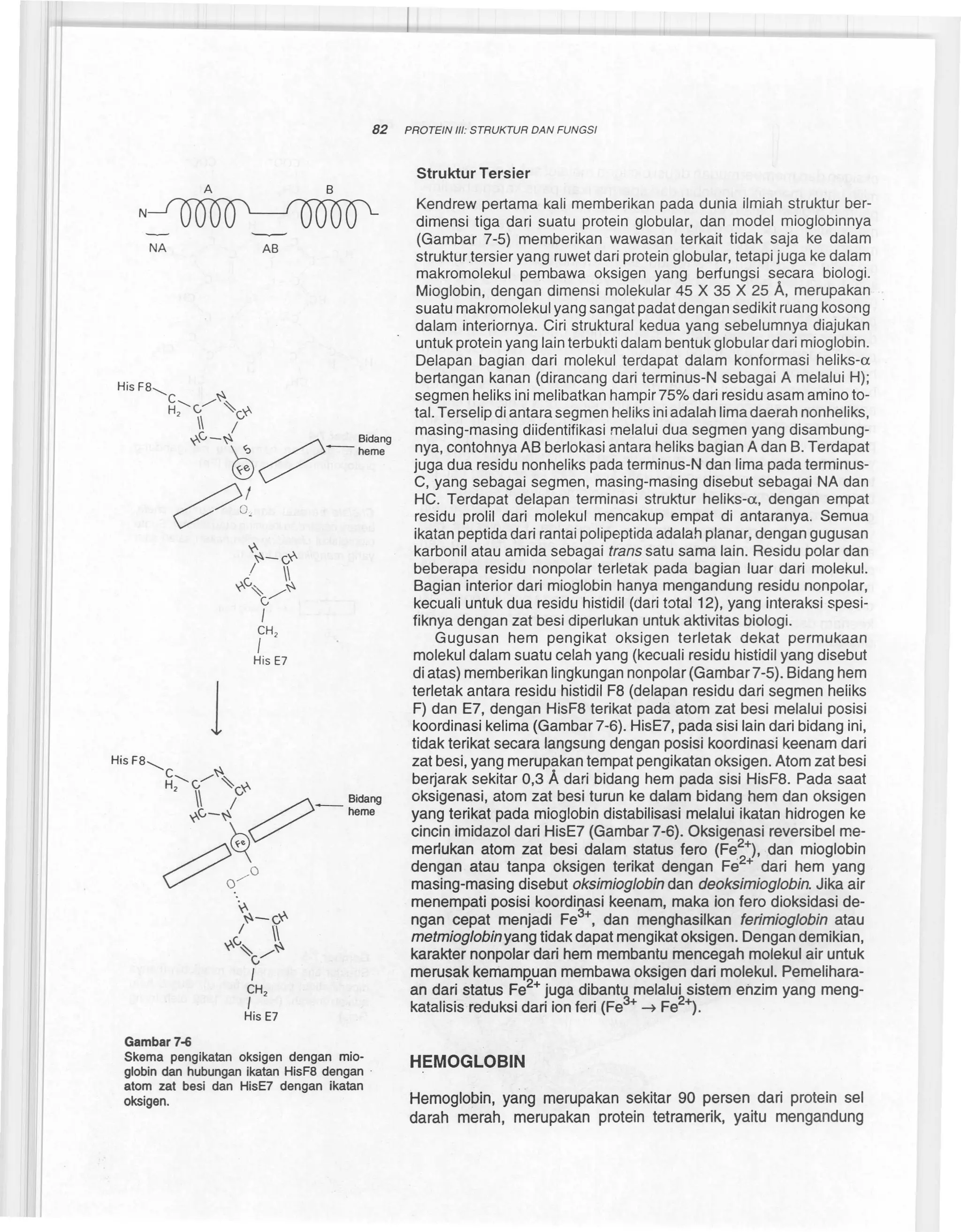 Struktur dan Fungsi Protein | PDF