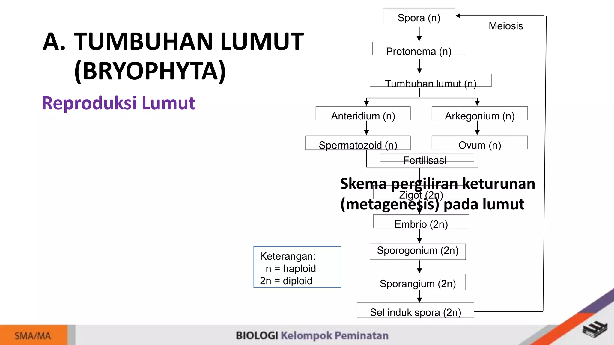 BAB 7 Dunia Tumbuhan (Plantae).pptx