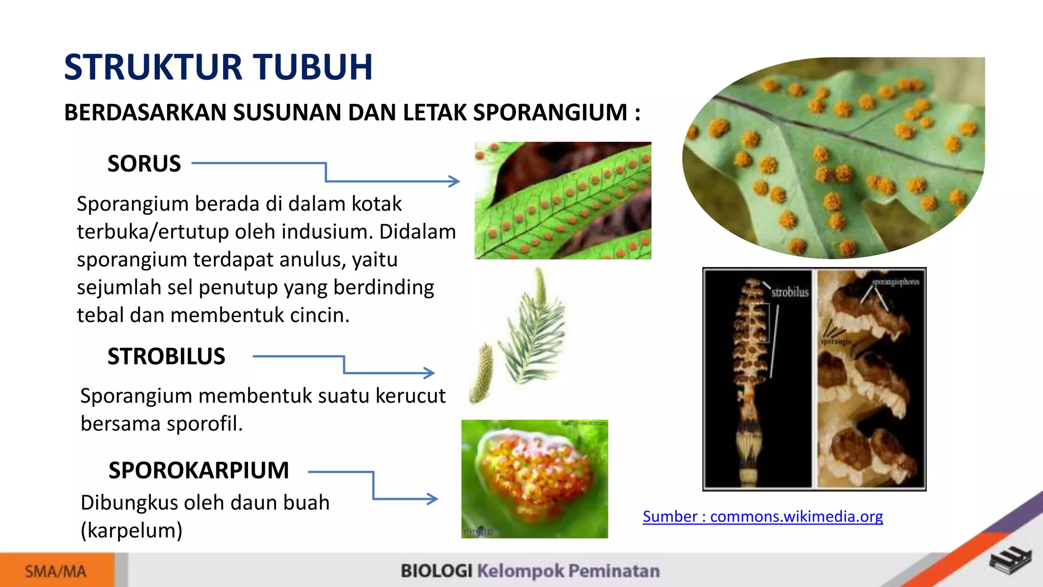BAB 7 Dunia Tumbuhan (Plantae).pptx