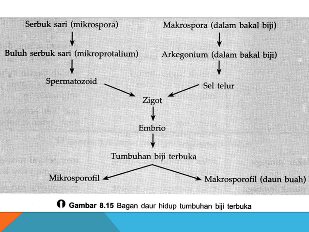 Bab 7 kingdom plantae | PPT