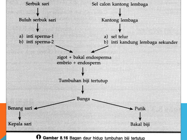 Bab 7 kingdom plantae | PPT