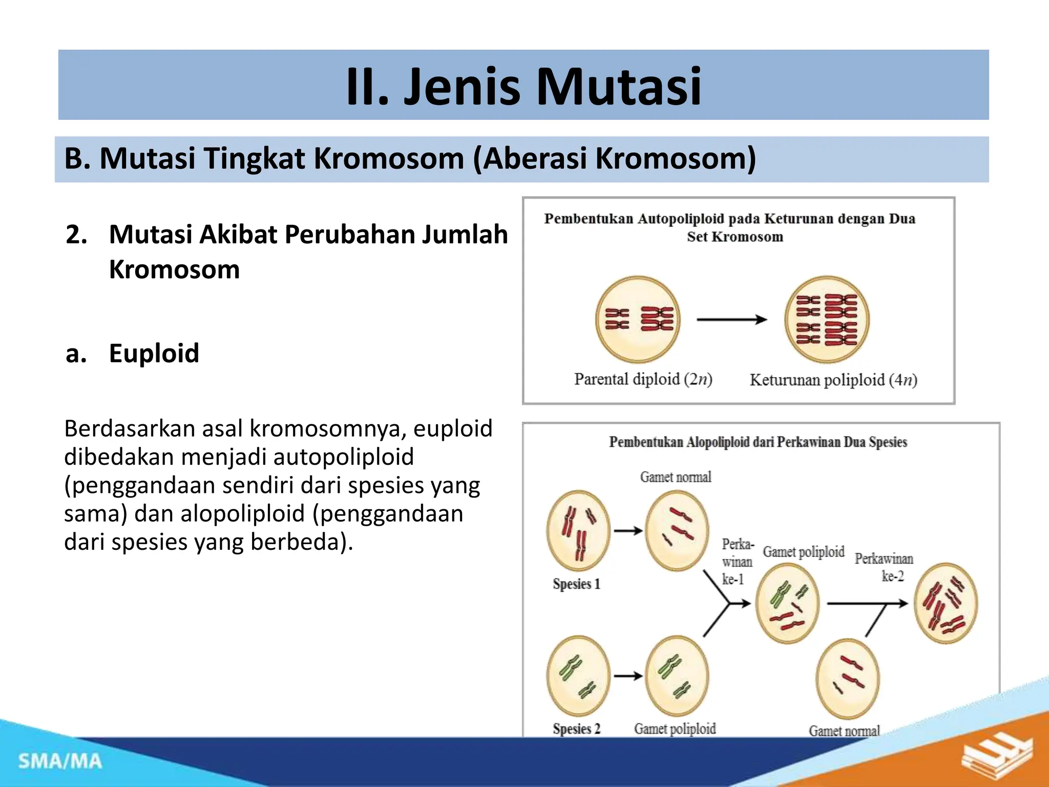 BAB 7 Mutasi Genetik kelas 12 Kurikulum 2013 | PPTX