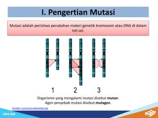 BAB 7 Mutasi Genetik kelas 12 Kurikulum 2013 | PPTX