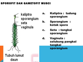Bab 7 plantae | PPT