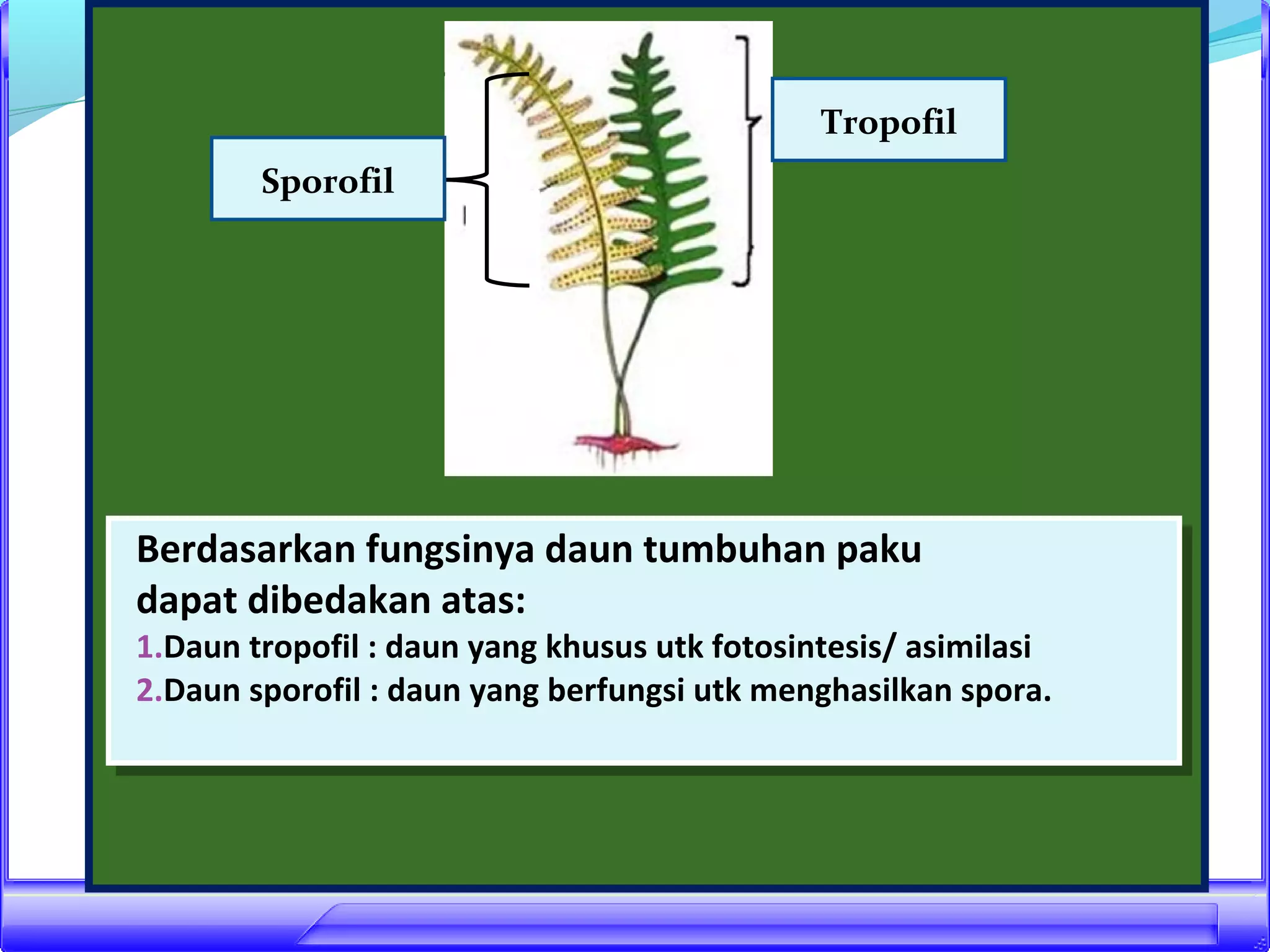 PPT PLANTAE | PPT