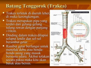 sistem pernapasan | PPT
