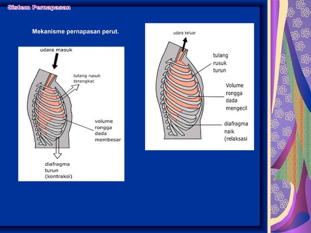Bab 7 sistem pernapasan | PPT