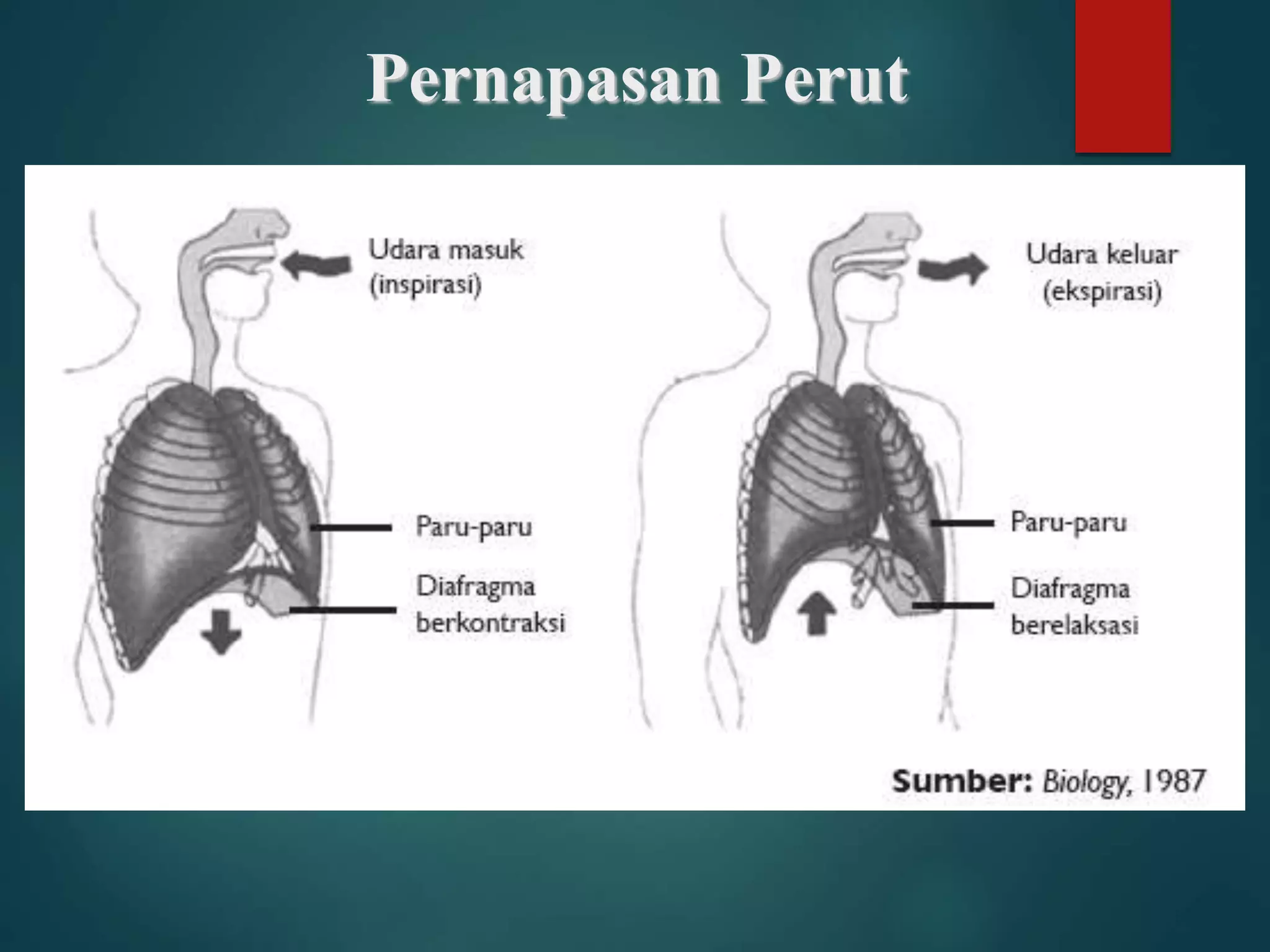 BAB 7 SISTEM PERNAPASAN.pptx