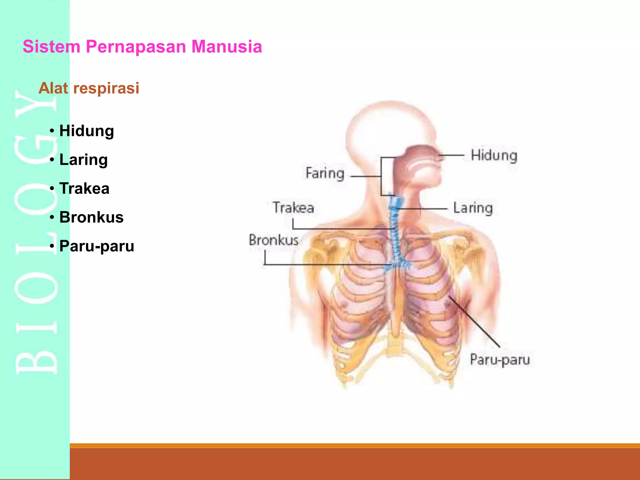 Bab 7 Sistem Pernapasan.ppt