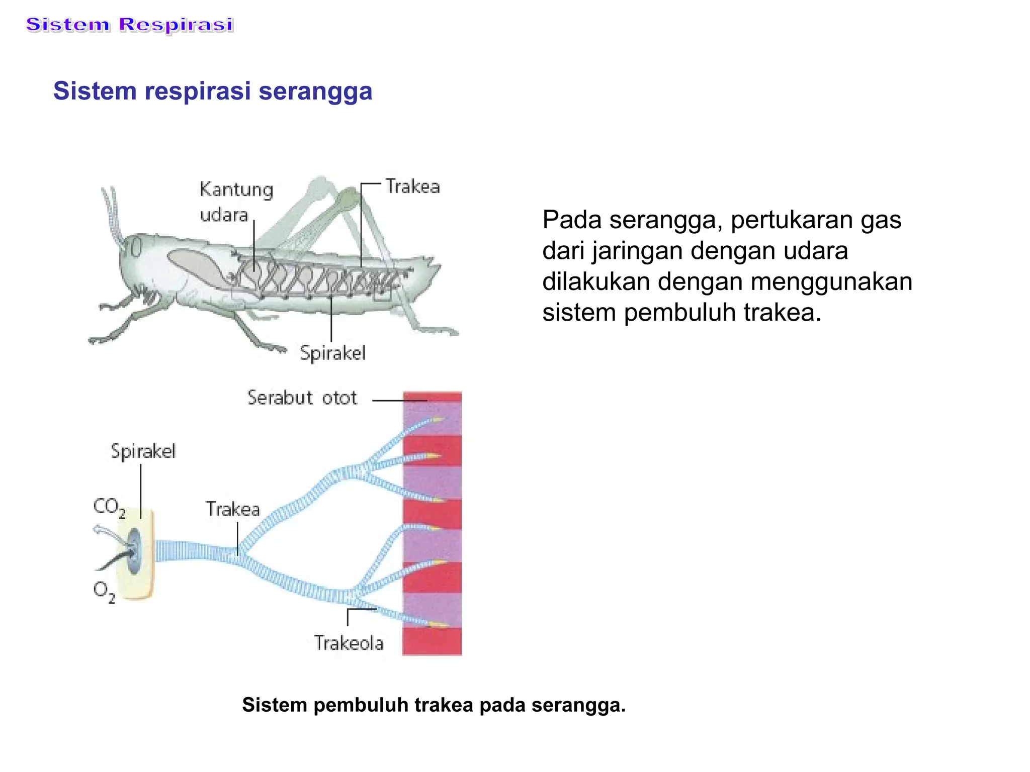 Bab 7 sistem respirasi | PPT