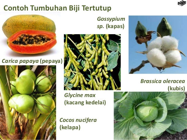 Contoh Tumbuhan Berbiji Terbuka Lecafe - Riset Contoh Tumbuhan Berbiji Terbuka Lecafe - Riset