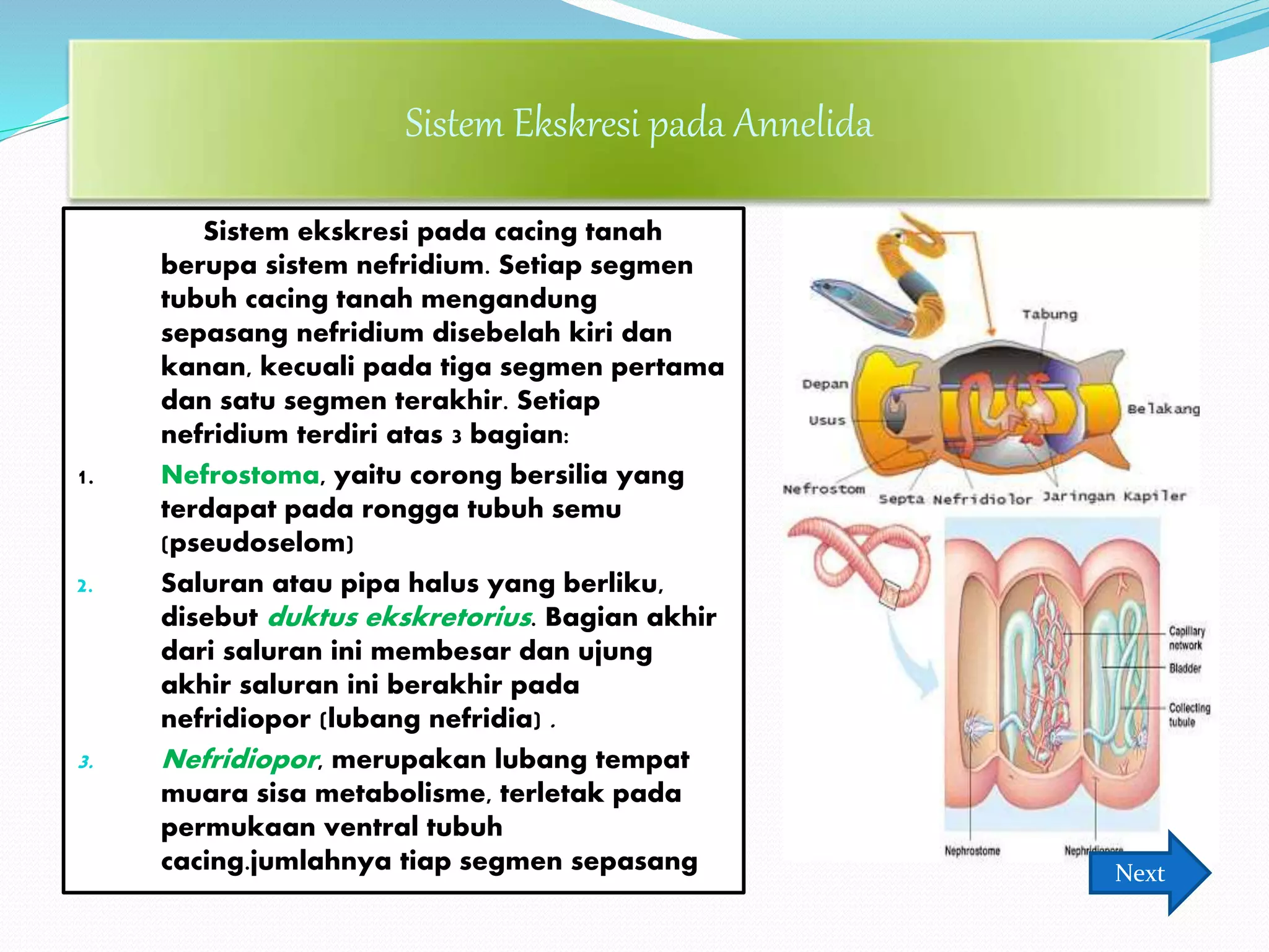 Sistem Ekskresi | PPTX