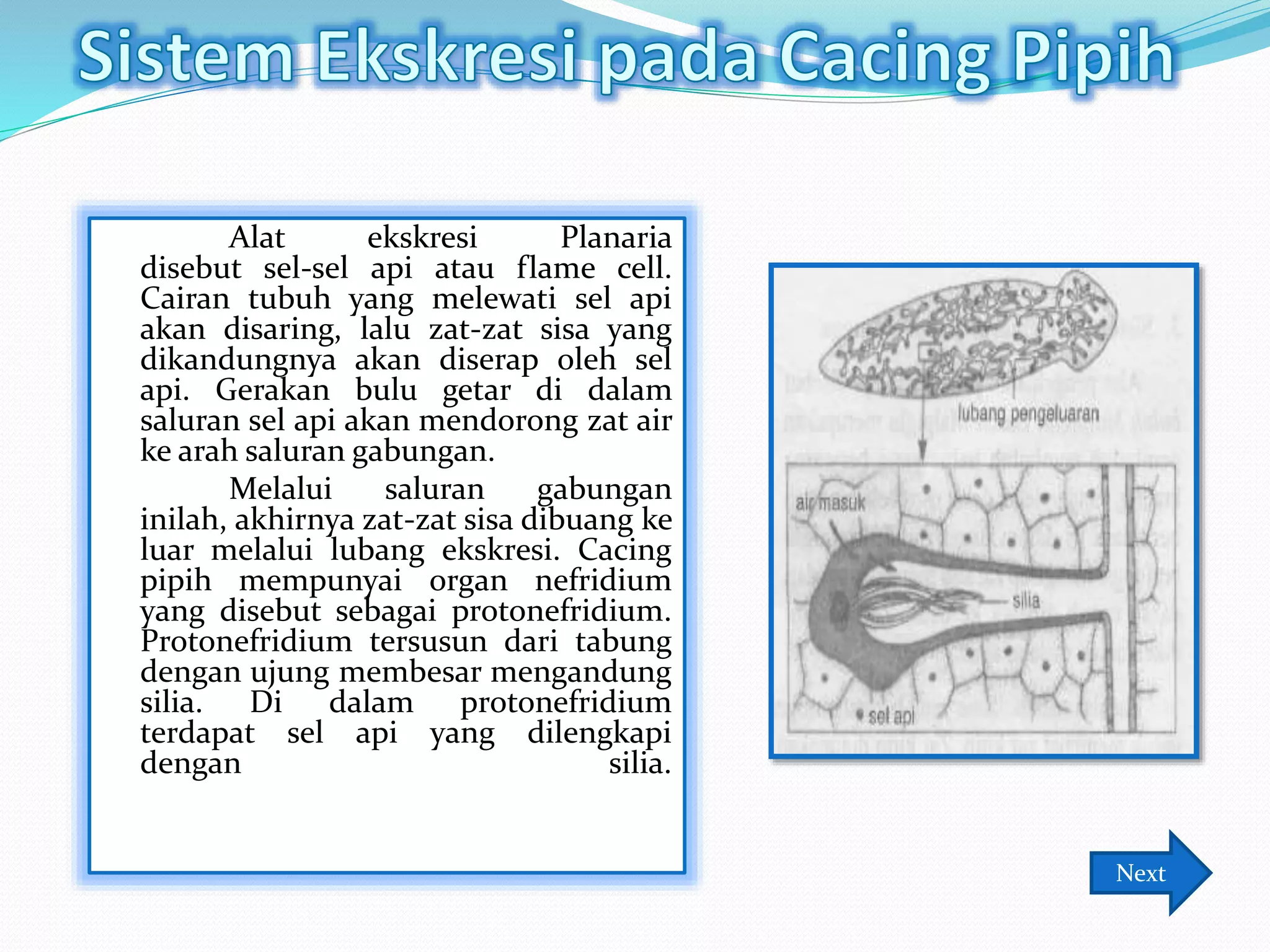 Sistem Ekskresi | PPTX