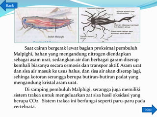 Sistem Ekskresi | PPTX