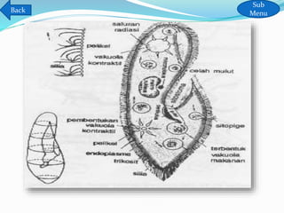 Sistem Ekskresi | PPTX