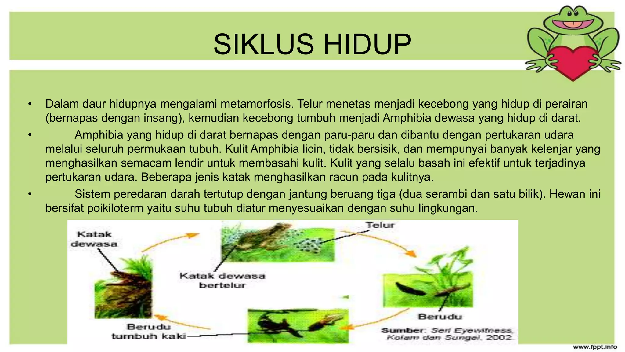 Bab 8. Morfologi, anatomi, sifat, karakteristik amfibi | PPTX
