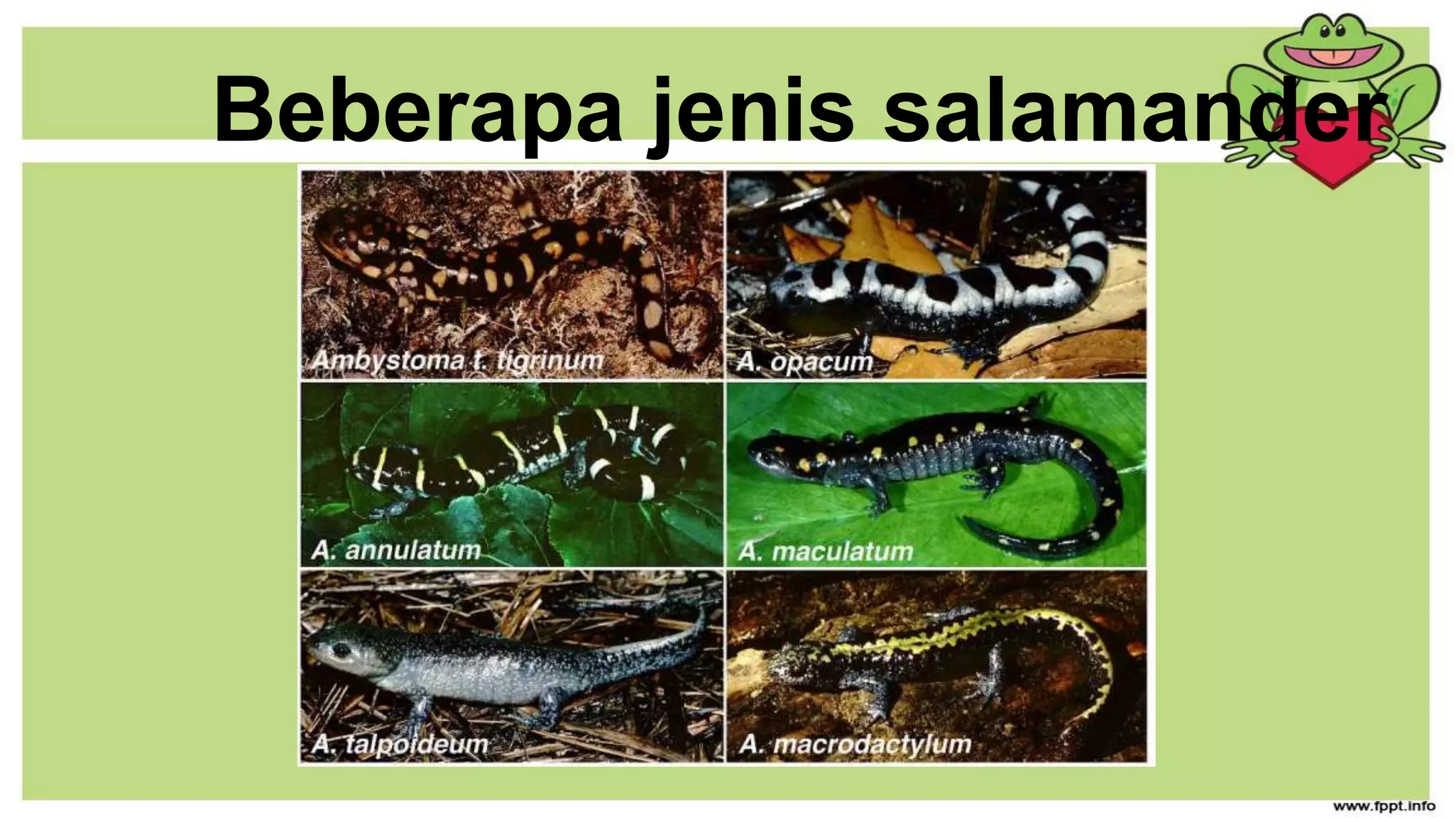 Bab 8. Morfologi, anatomi, sifat, karakteristik amfibi | PPTX