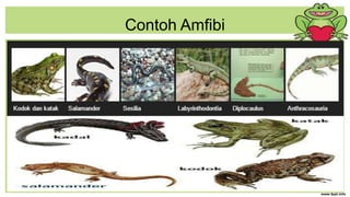 Bab 8. Morfologi, anatomi, sifat, karakteristik amfibi | PPTX