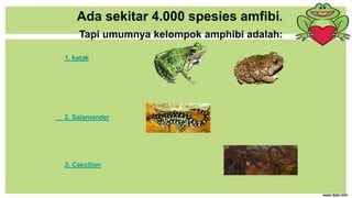 Bab 8. Morfologi, anatomi, sifat, karakteristik amfibi | PPTX
