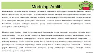 Bab 8. Morfologi, anatomi, sifat, karakteristik amfibi | PPTX