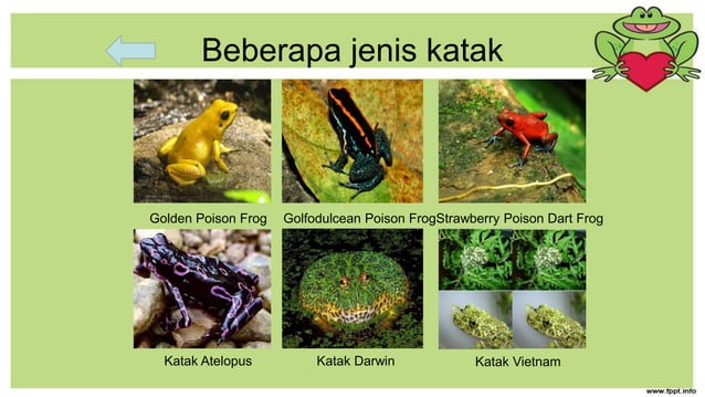 Bab 8. Morfologi, anatomi, sifat, karakteristik amfibi | PPTX