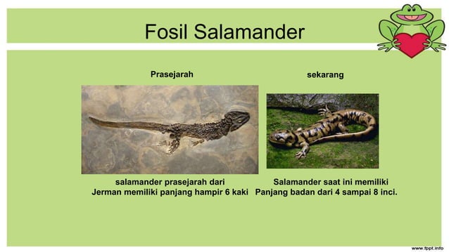 Bab 8. Morfologi, anatomi, sifat, karakteristik amfibi | PPTX