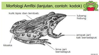 Bab 8. Morfologi, anatomi, sifat, karakteristik amfibi | PPTX