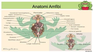 Bab 8. Morfologi, anatomi, sifat, karakteristik amfibi | PPTX