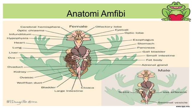 Bab 8. Morfologi, anatomi, sifat, karakteristik amfibi | PPT