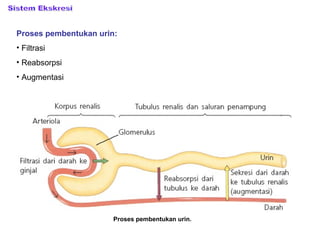 sistem ekskresi | PPT