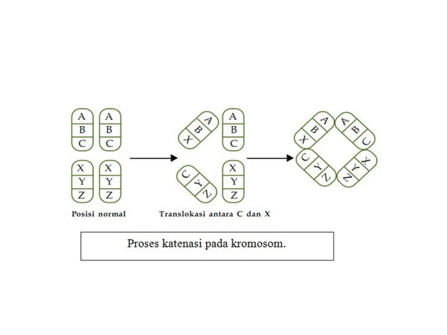 Mutasi Berdasarkan Tempat Terjadinya MUTASI Gen dan Kromosom | PPT
