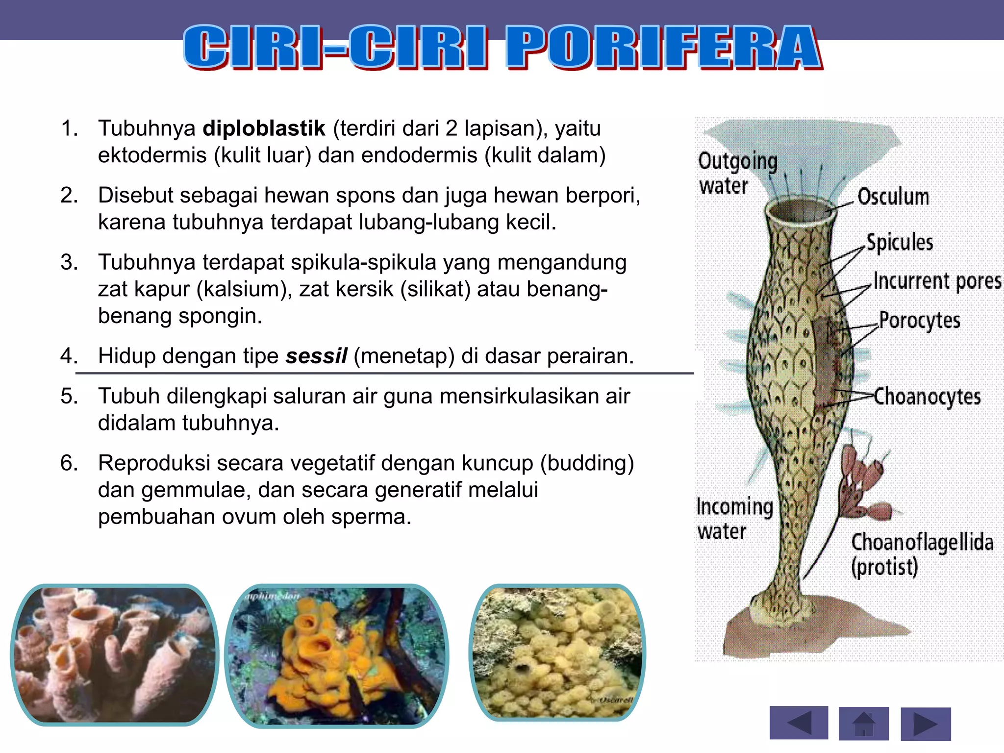 DUNIA HEWAN (ANIMALIA).ppt