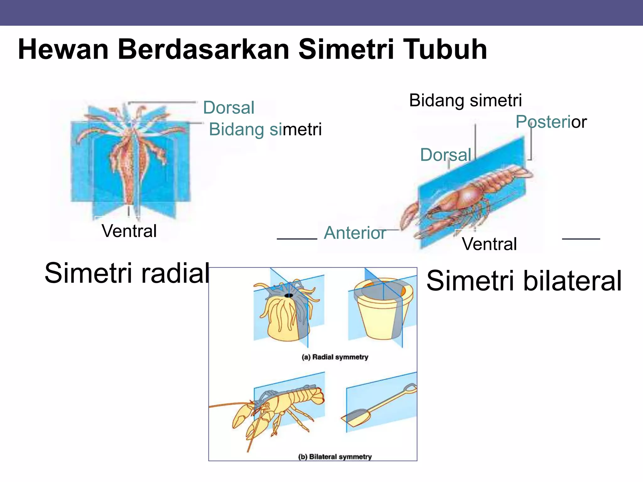 DUNIA HEWAN (ANIMALIA).ppt