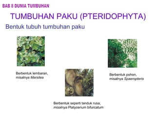 Bab 8 (keanekaragaman tumbuhan) | PPT