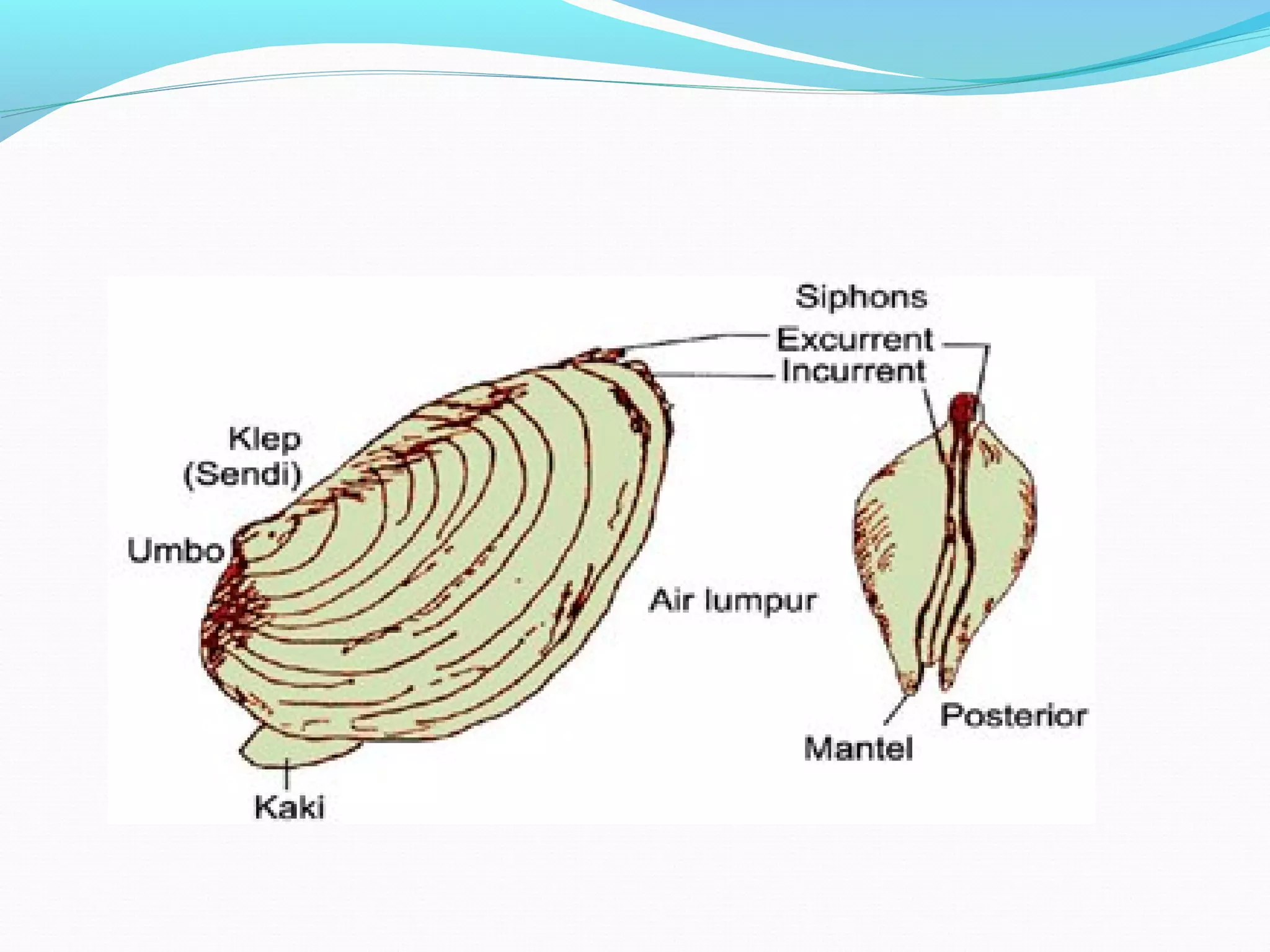 Bab 8 mollusca | PPT