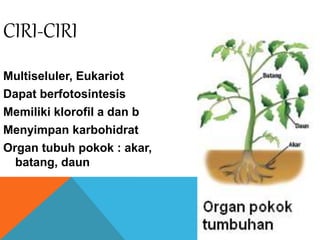 BAB 8 Plantae.ppt