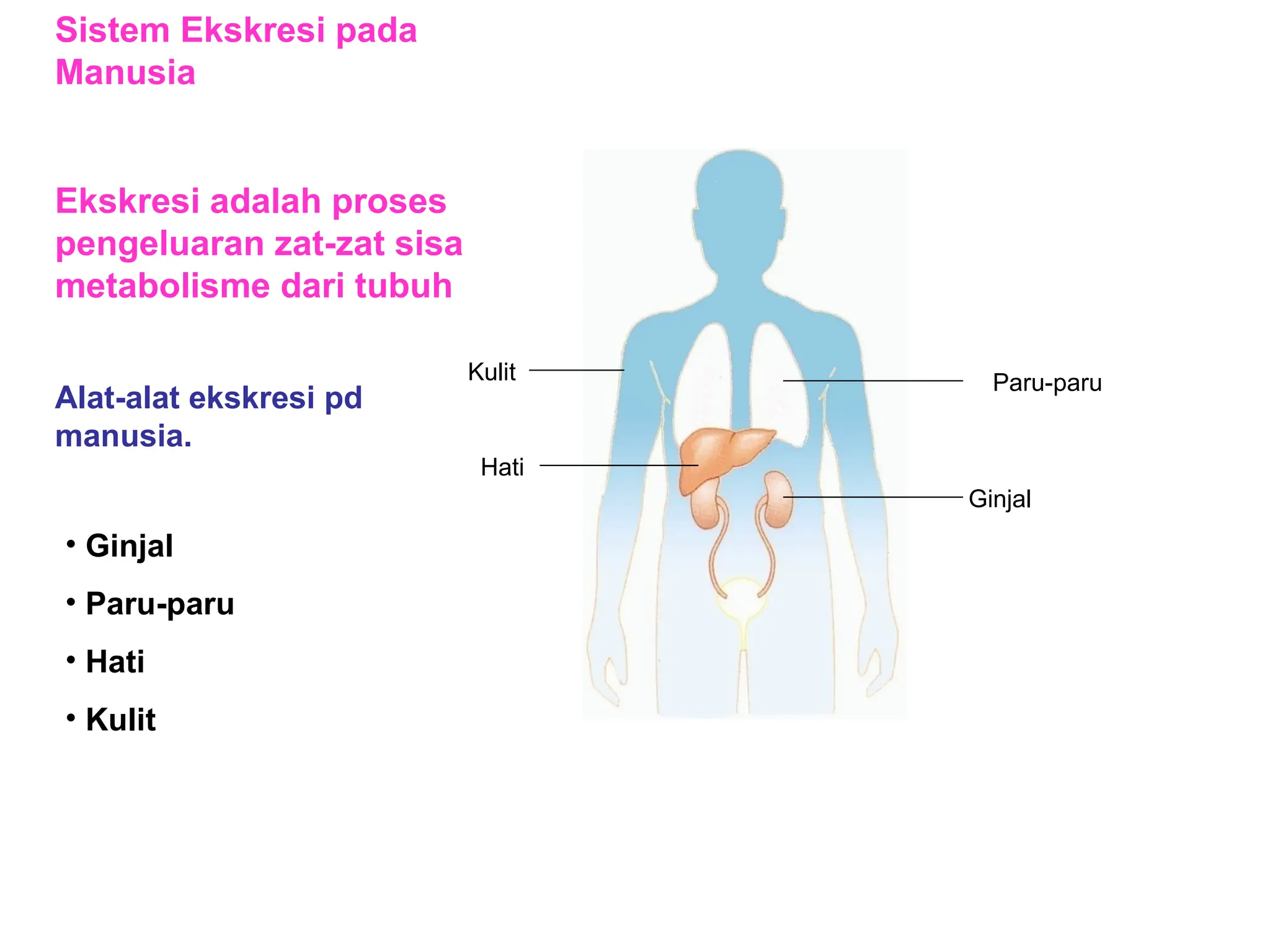Materi Sistem Ekskresi Kelas XI SMA Lengkap | PPT