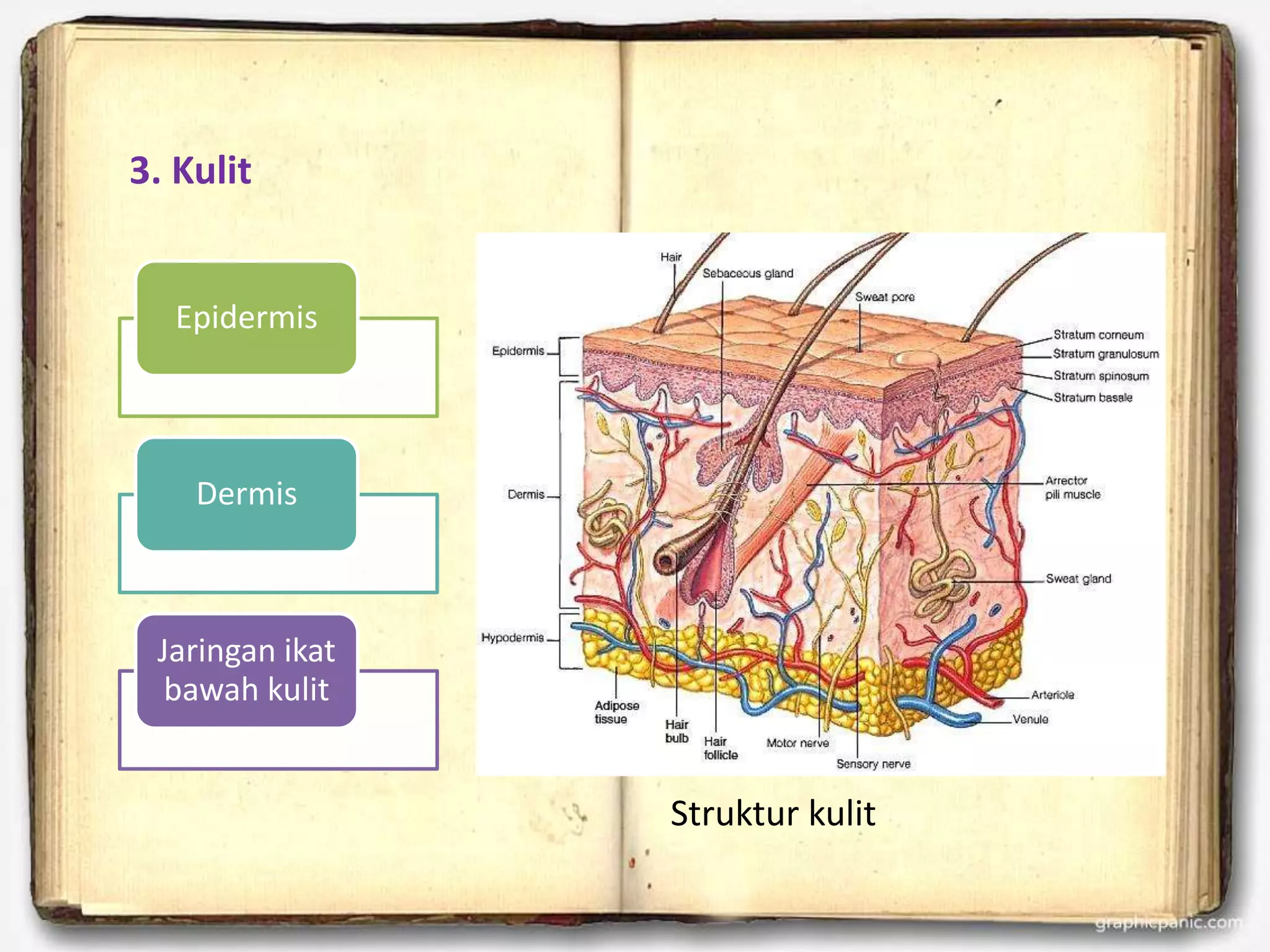 Bab 8 Sistem Eksresi.pptx
