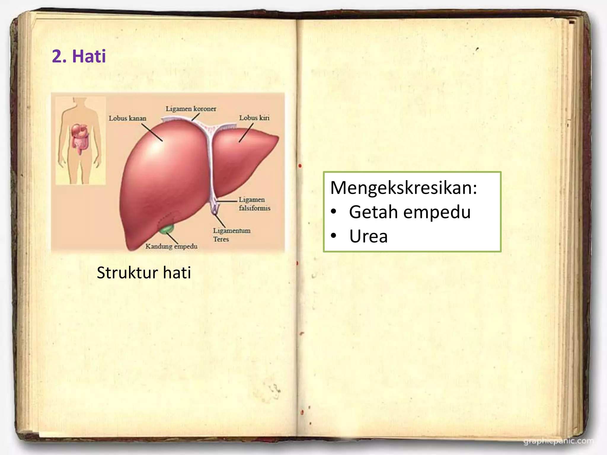 Bab 8 Sistem Eksresi.pptx