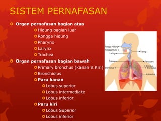 BAB 8 SISTEM PERNAFASAN PADA MANUSIA.ppt