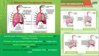 Bab 8 sistem pernapasan manusia | PPSX