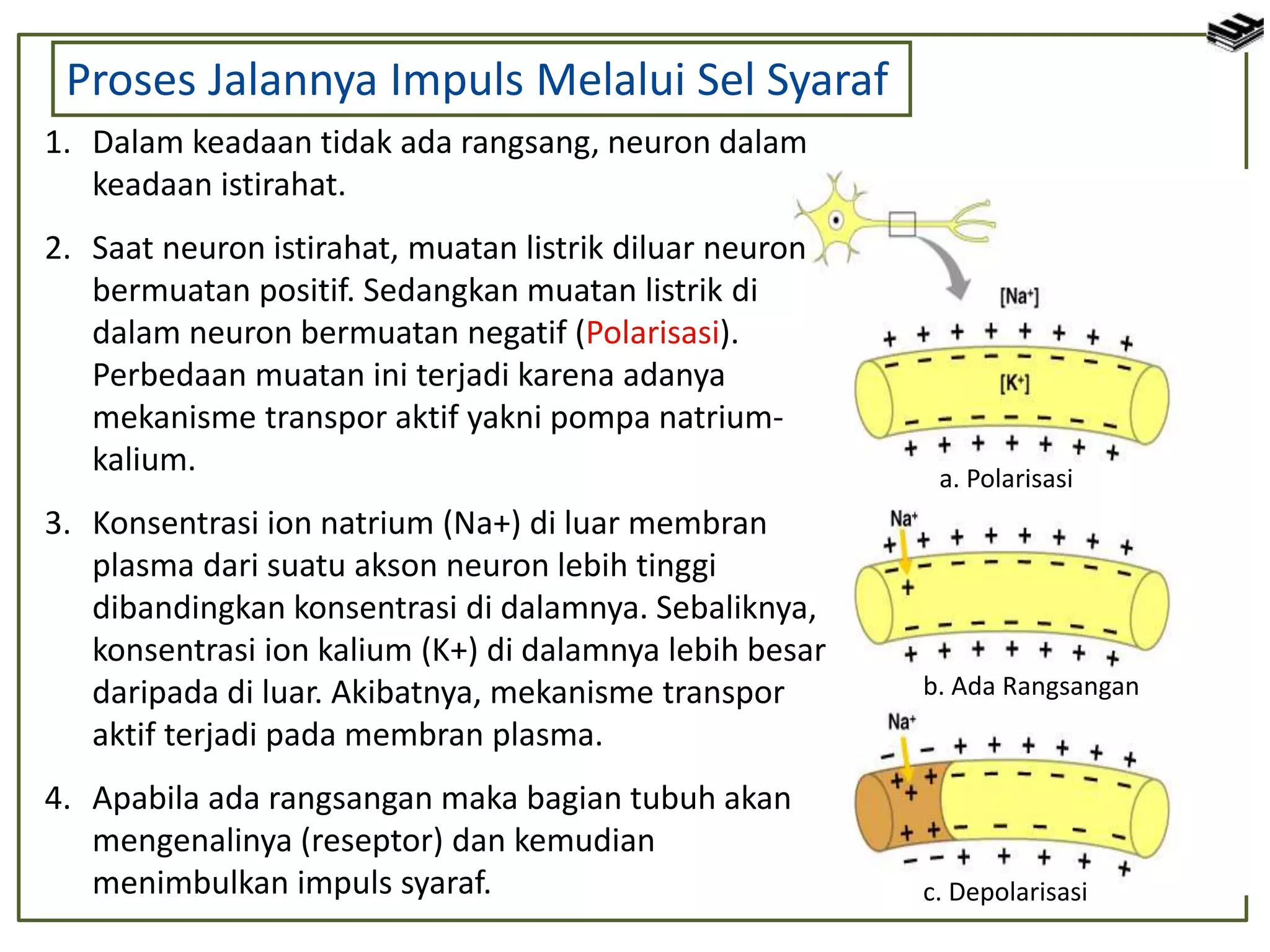 Bab 8 Sistem Regulasi Manusia.pptx