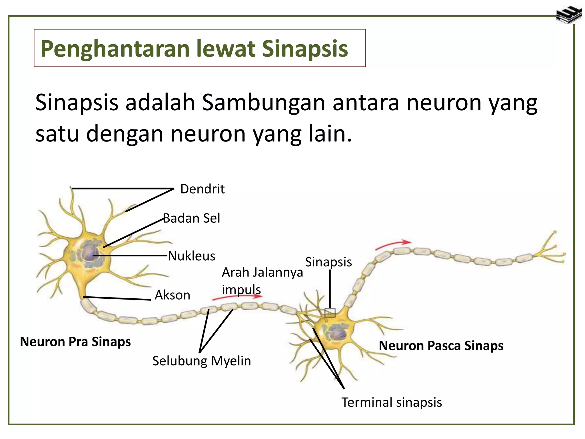 Bab 8 Sistem Regulasi Manusia.pptx