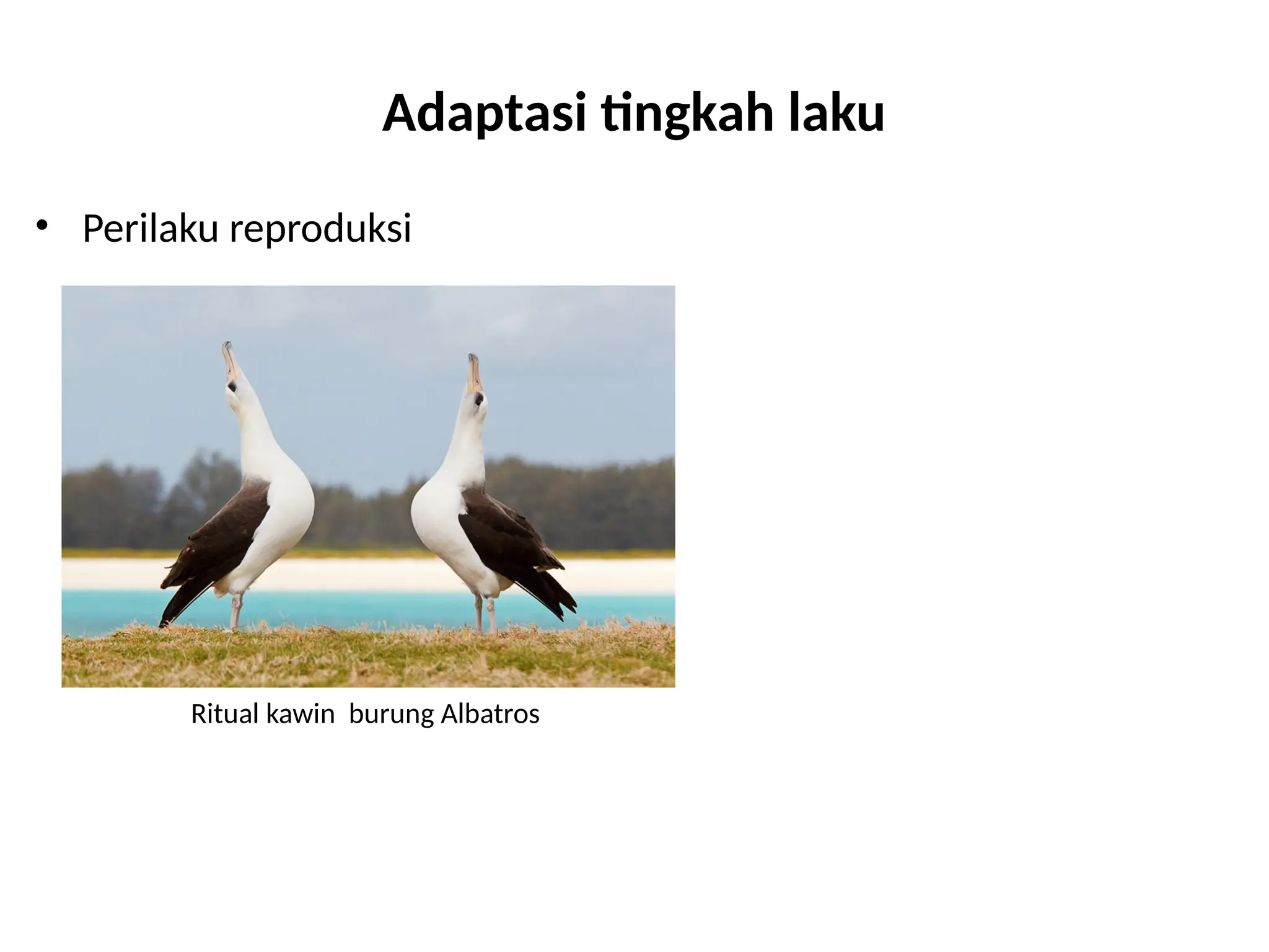 ADAPTASI MAKHLUK HIDUP MATA PELAJARAN BIOLOGI | PPT
