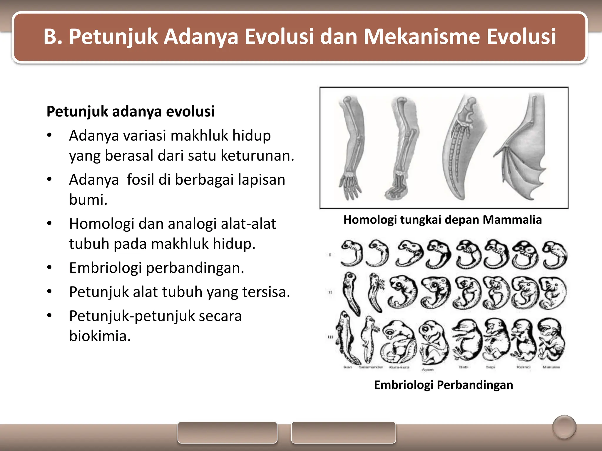 PPT Biologi Materi Evolusi kelas XII SMA | PPTX