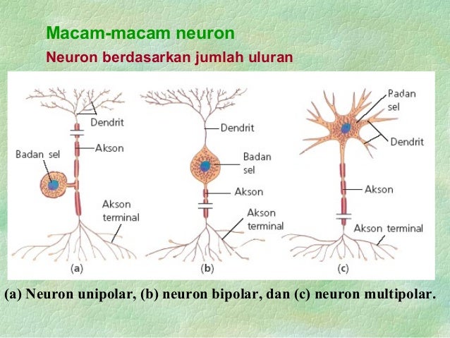 Bab 9 sistem koordinasi